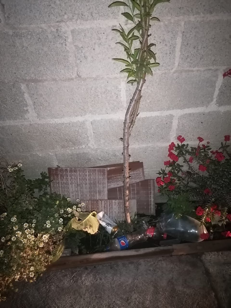 collage areas verdes | Genially