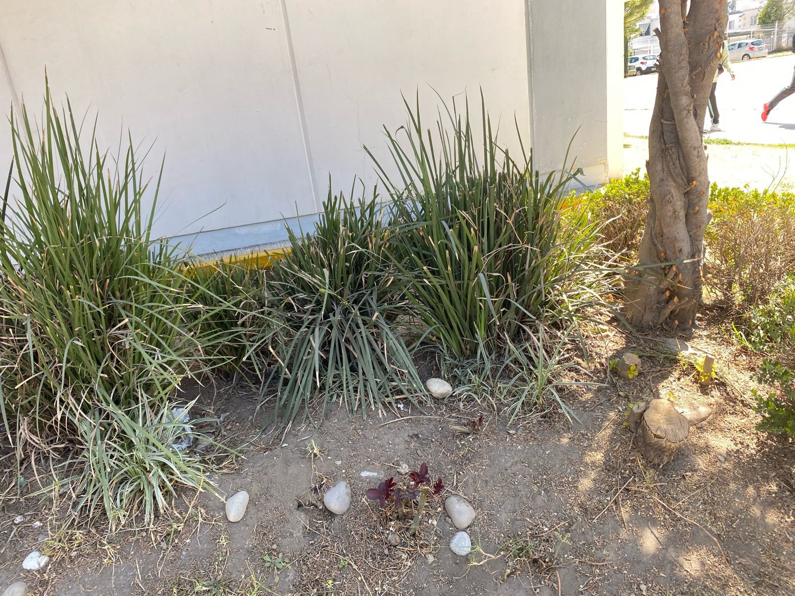 collage areas verdes | Genially