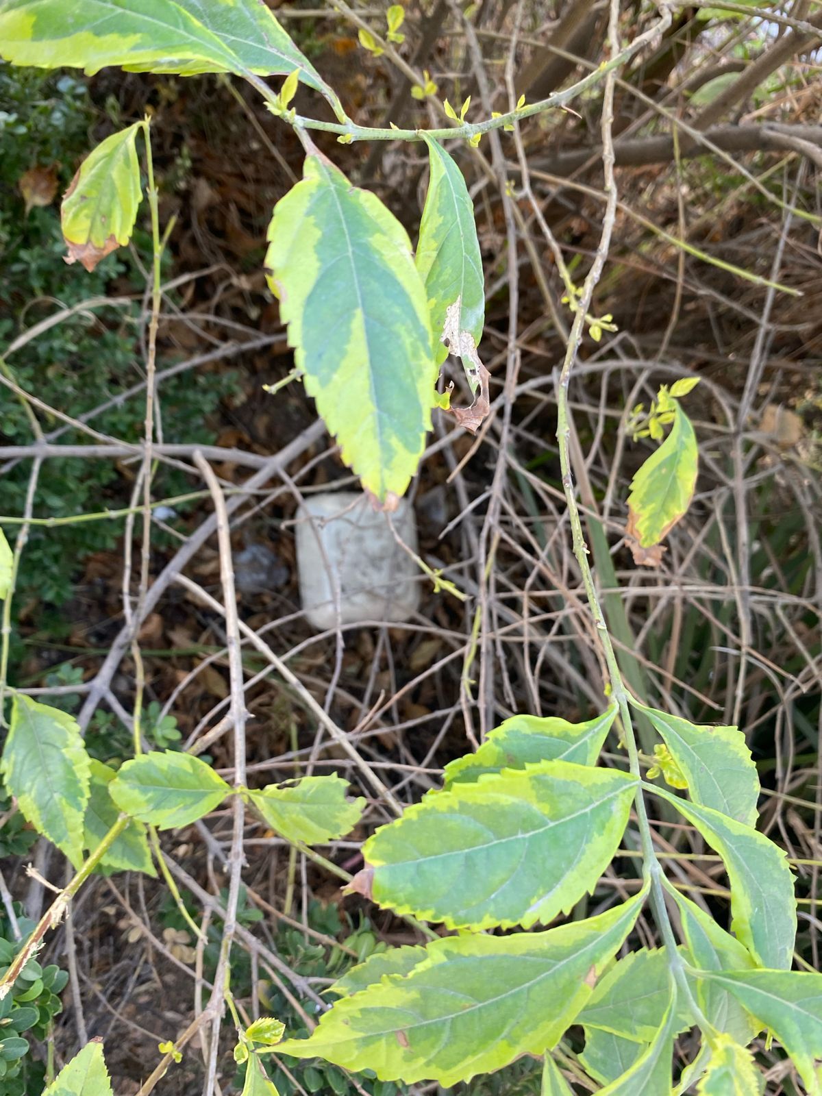 collage areas verdes | Genially