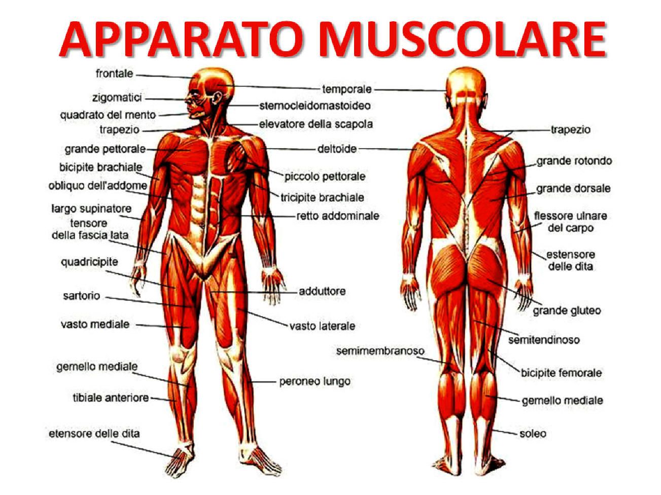 SISTEMA MUSCOLARE