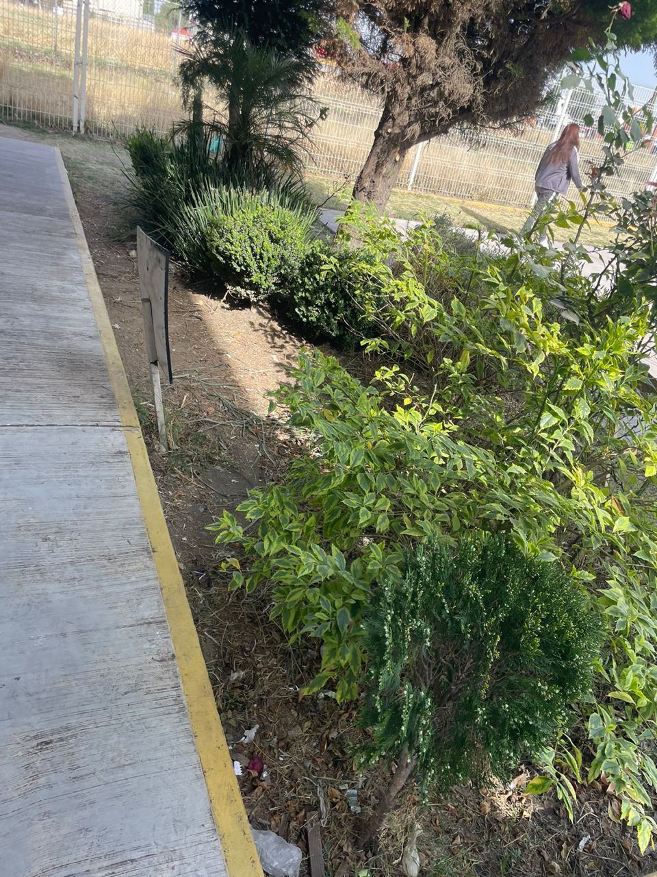 Áreas verdes luz Jaret Morales Morales