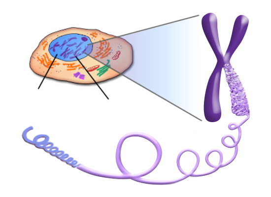 Quizz interactif structure de l'ADN | Genially