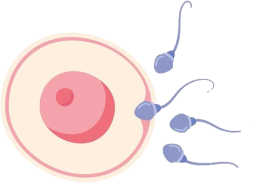 Etapas del origen embriológico | Genially