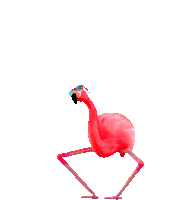 flamingo göç haritası | Genially