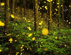 Firefly simulator | Genially