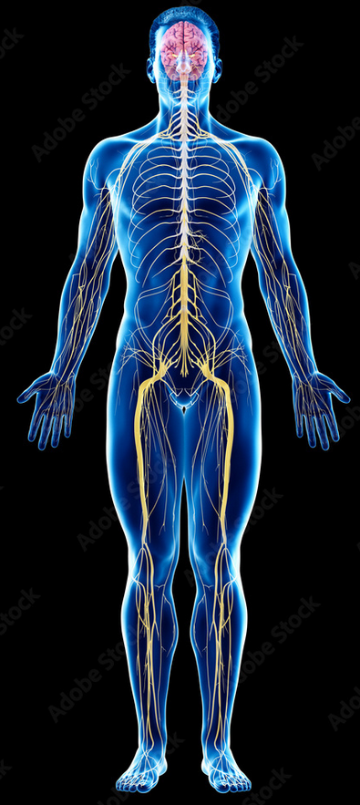 VITAL FUNCTIONS | Genially