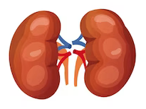 VITAL FUNCTIONS | Genially