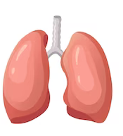 VITAL FUNCTIONS | Genially