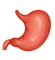 VITAL FUNCTIONS | Genially