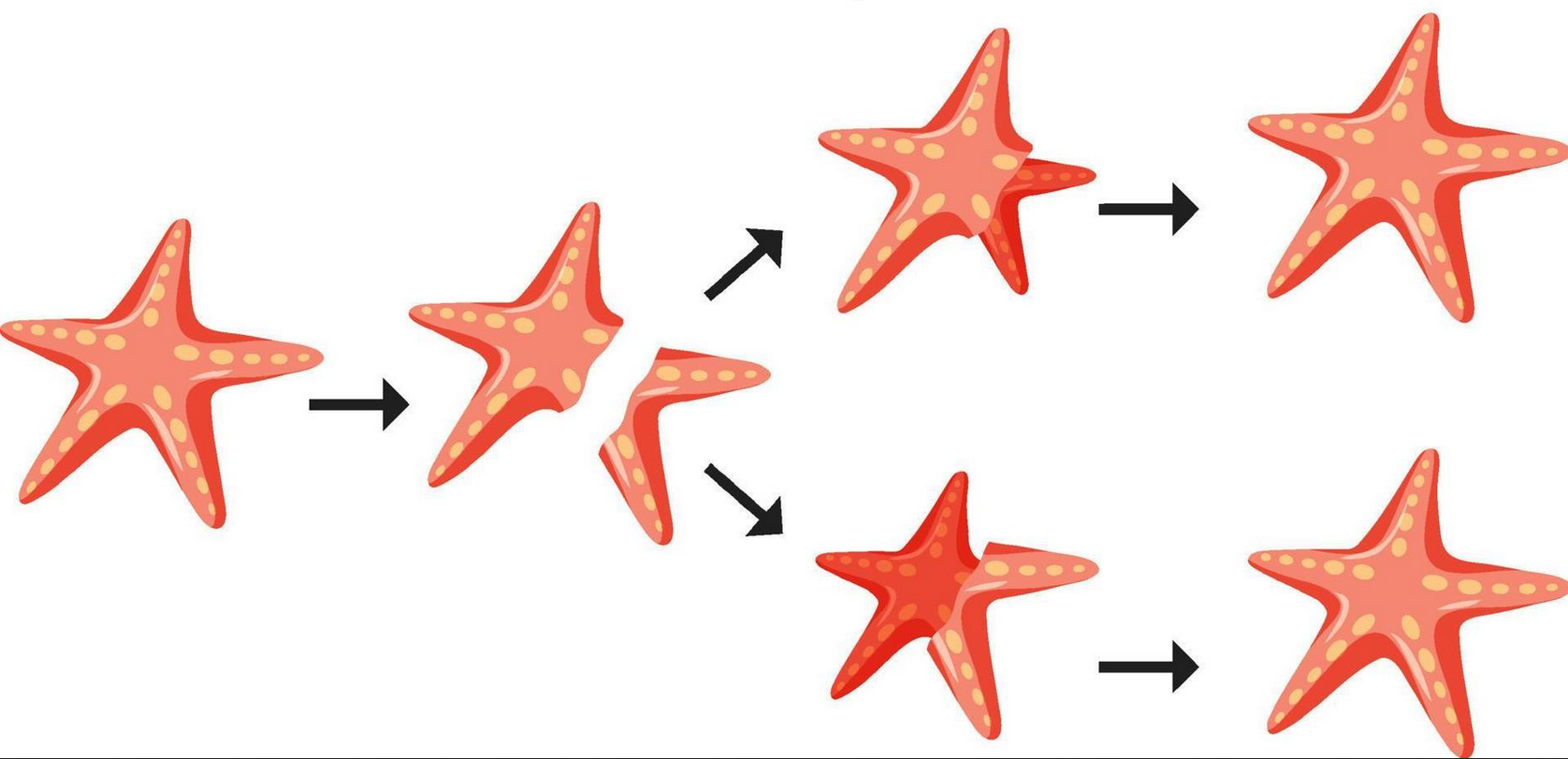 VITAL FUNCTIONS | Genially