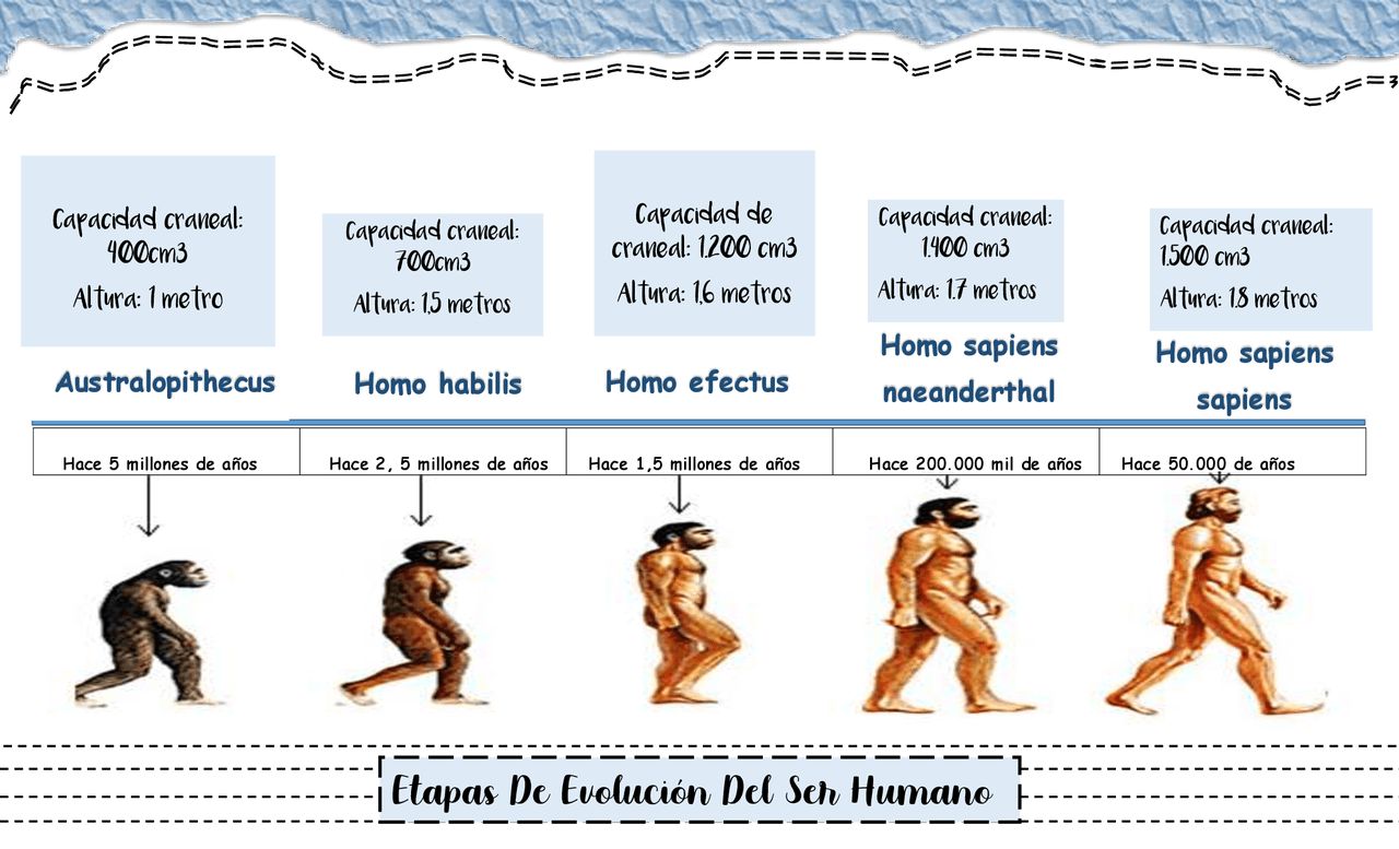 ETAPAS DE EVOLUCIÓN HUMANA | Genially