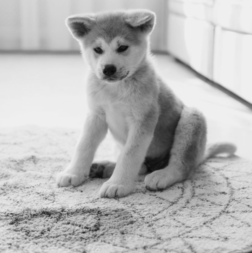 Síndrome PU/PD | Genially