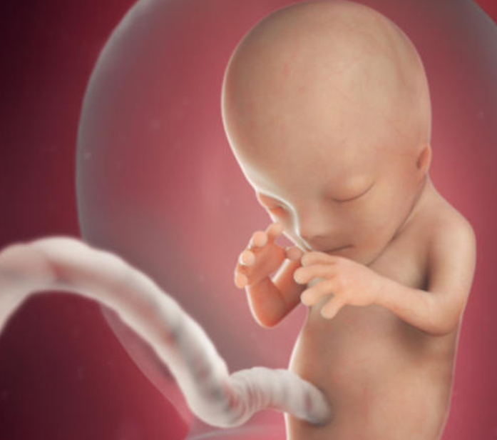 Desenvolvimento Fetal | Genially