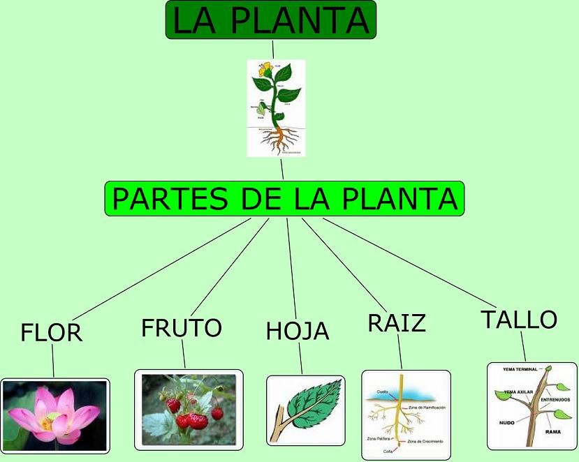 Partes de la plantal